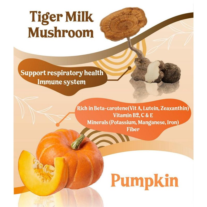 Spannmål pumpa svamp Tiger Milk Lignosus Rhinocerus