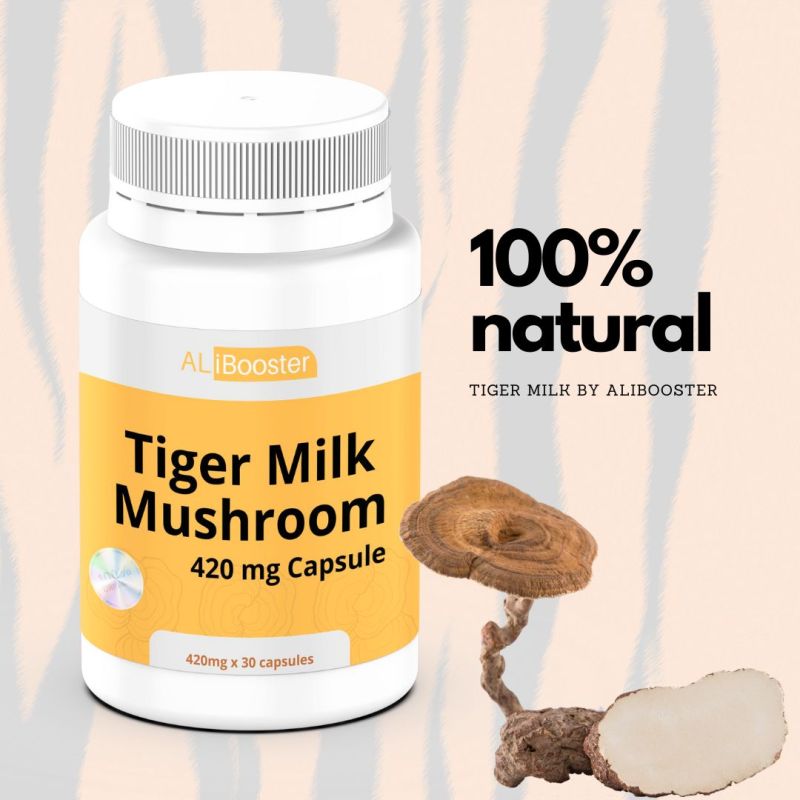 Svamp Lignosus rhinocerus Tiger Milk Tigermjölk